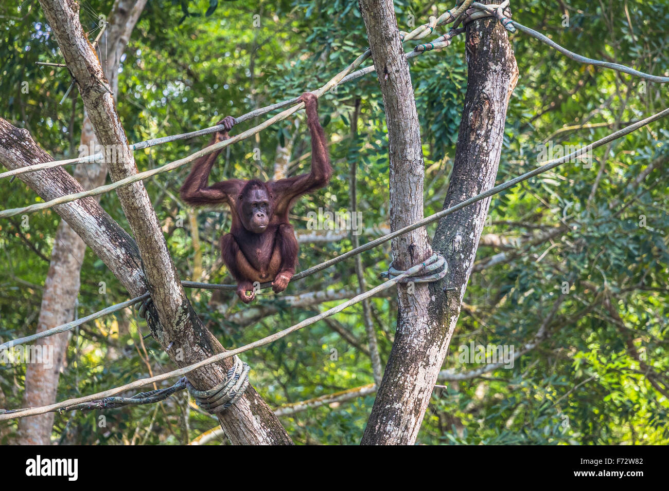 Orangutan in the jungle of Borneo Indonesia Stock Photo - Alamy
