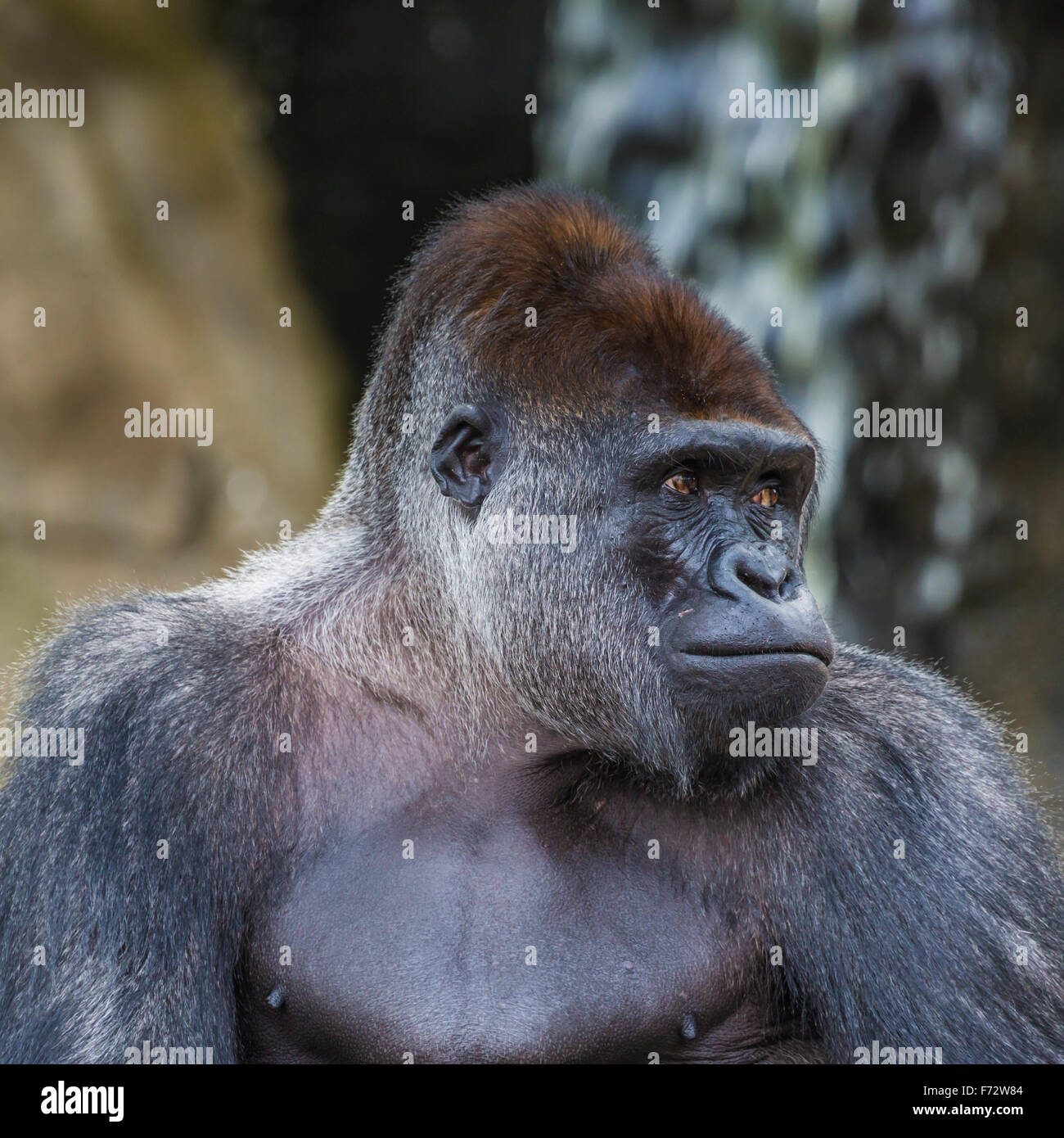 Gorilla standing hi-res stock photography and images - Alamy