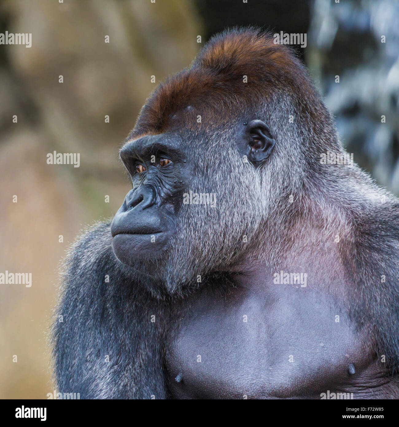 Gorilla standing hi-res stock photography and images - Alamy