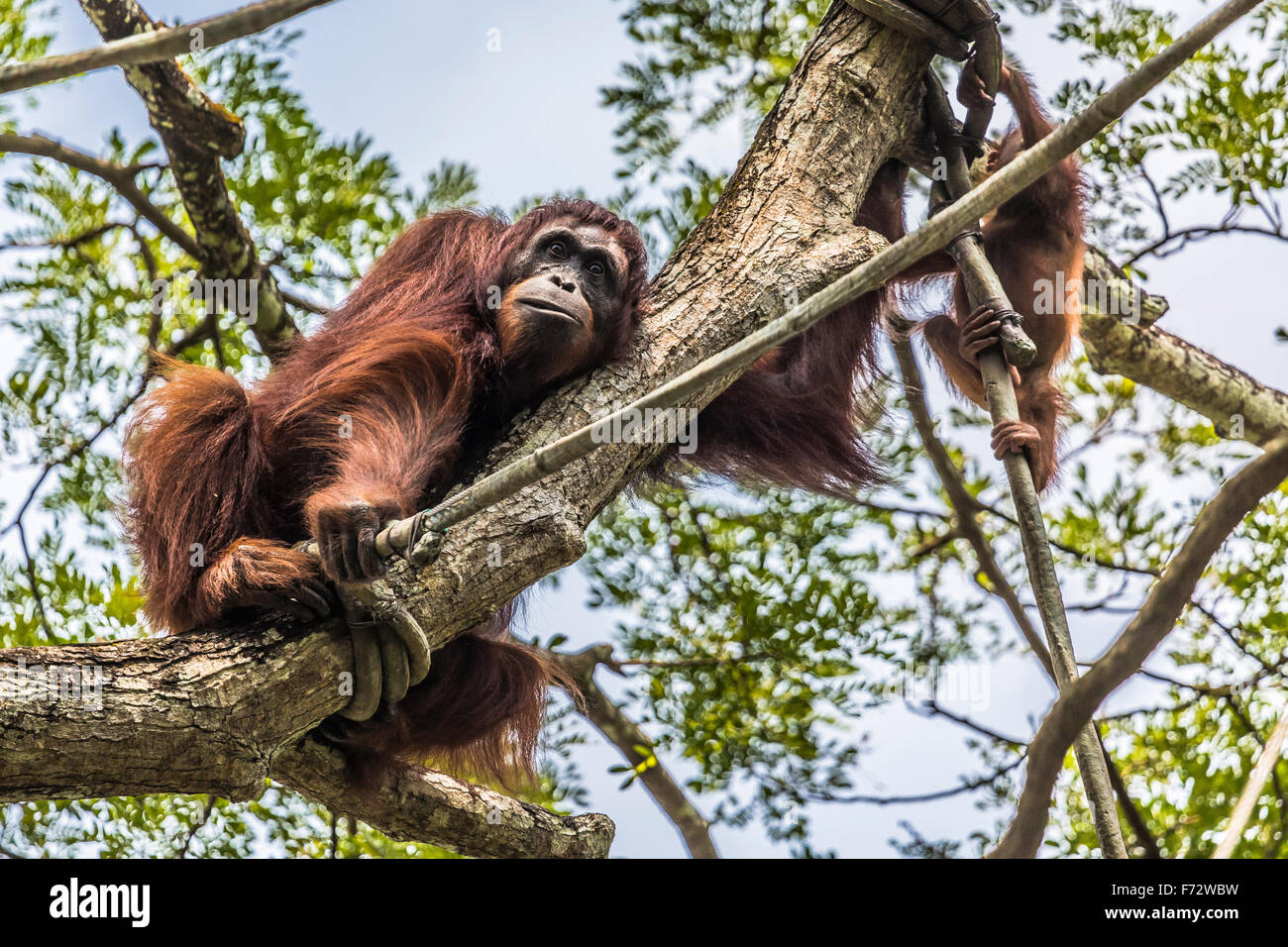 Orangutan in the jungle of Borneo Indonesia Stock Photo - Alamy