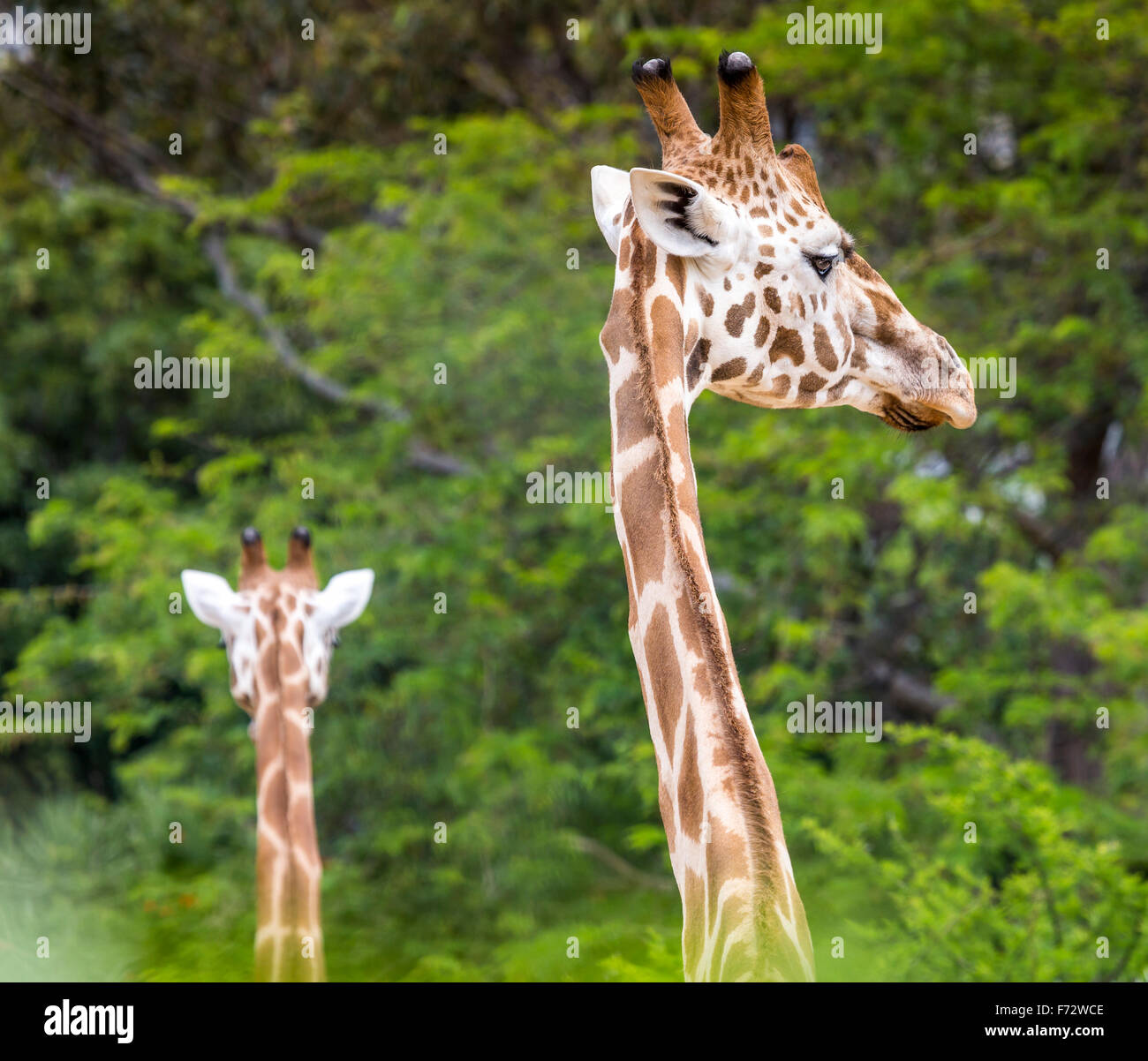 South africa head neck ears horns pattern hi-res stock photography and ...