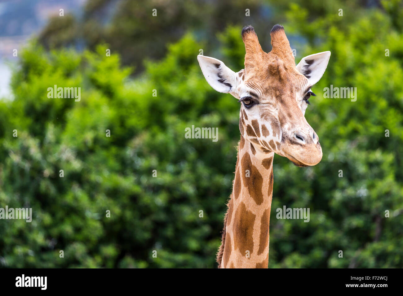 Giraffe head with neck over green background Stock Photo - Alamy