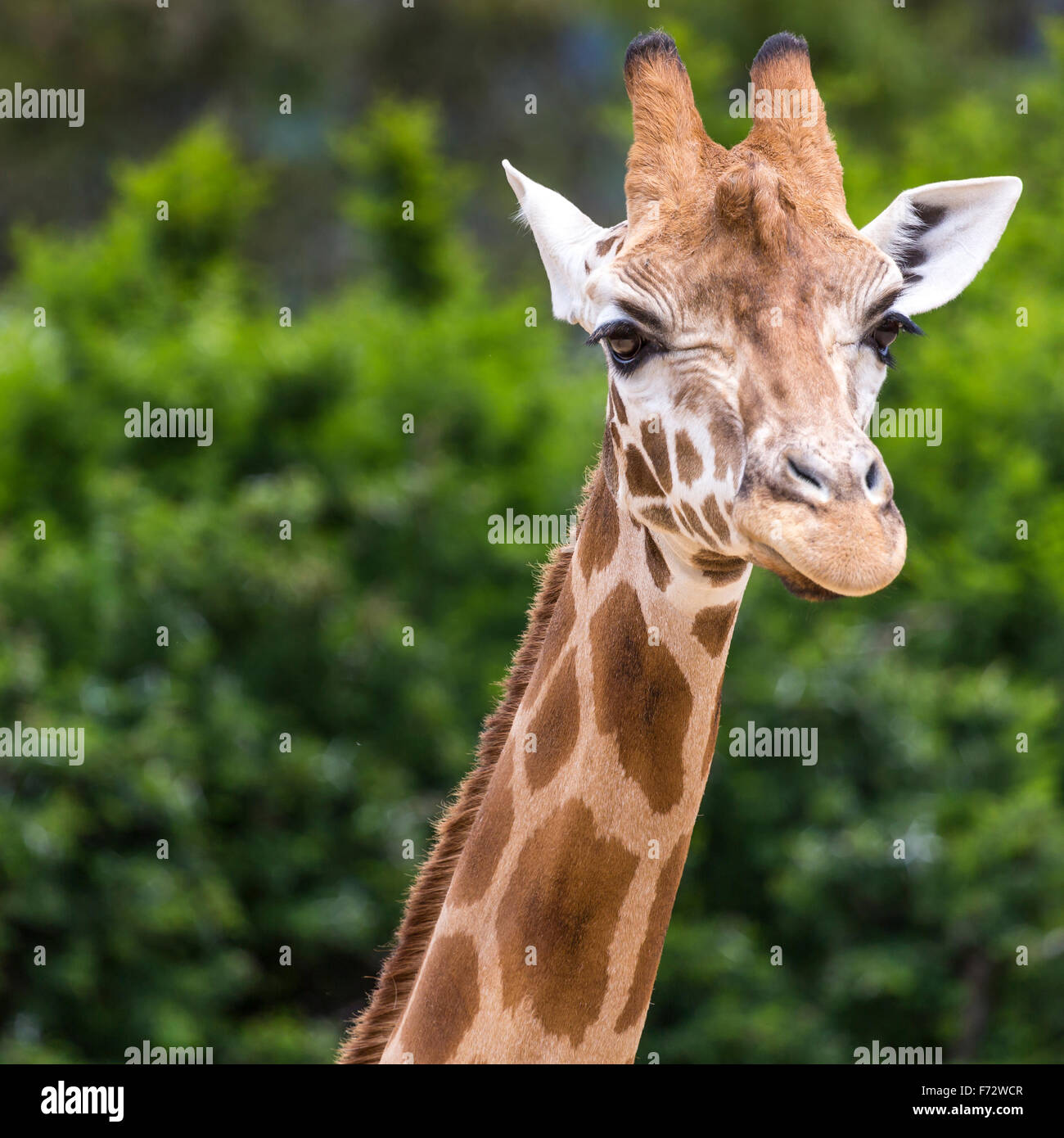 South africa head neck ears horns pattern hi-res stock photography and ...