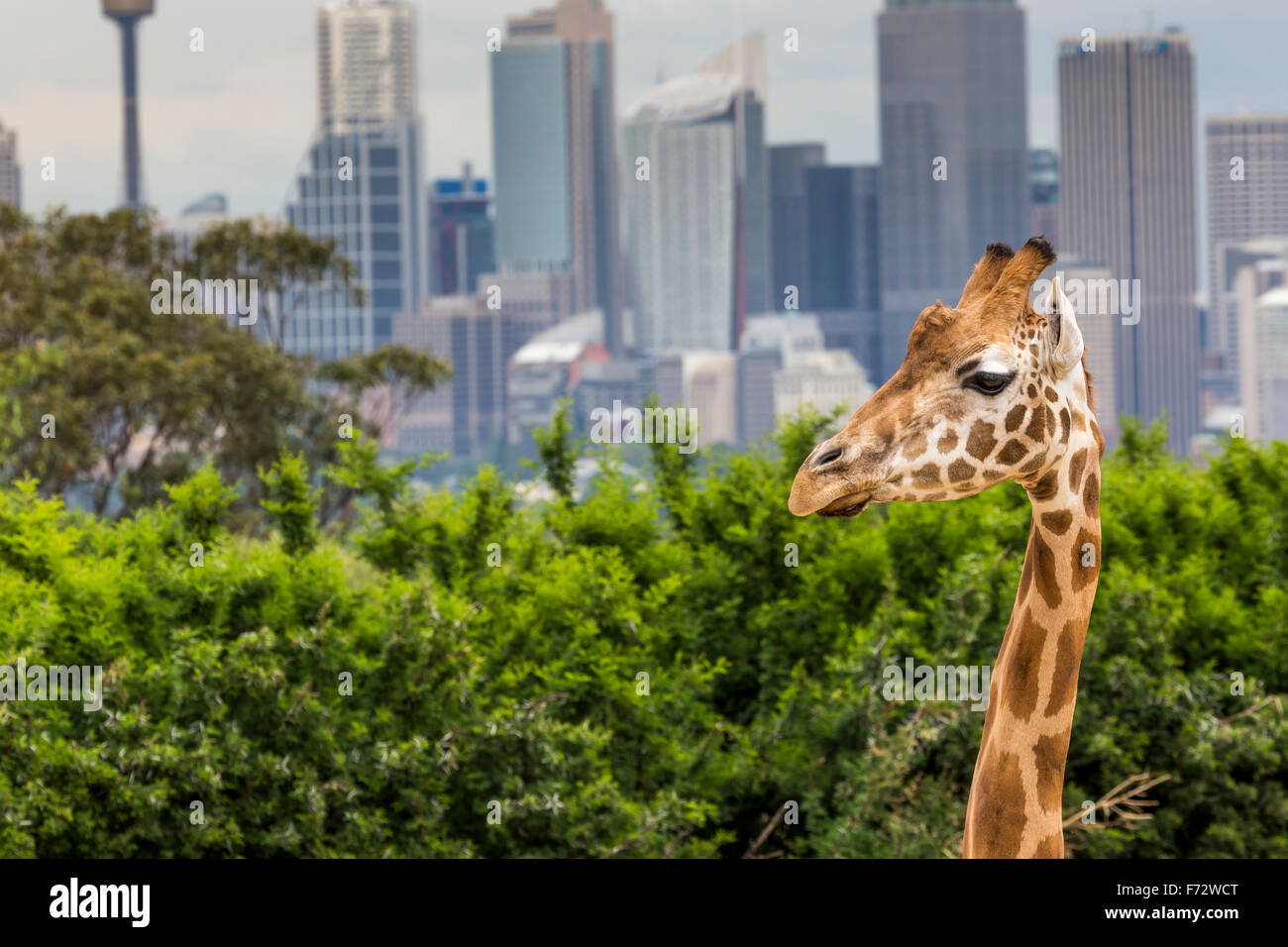 Zoo background hi-res stock photography and images - Alamy