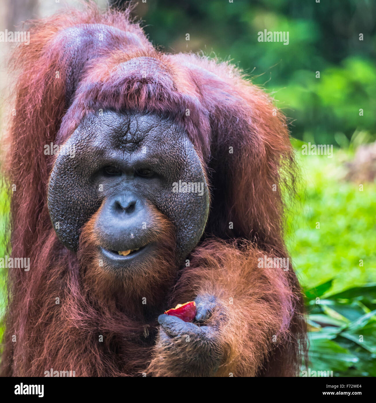 The adult male of the Orangutan in the wild nature. Island Borneo ...
