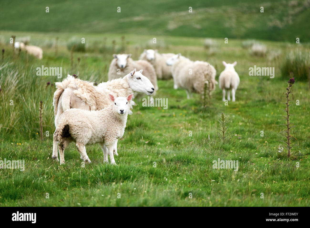 Brecknock hill cheviot lamb hi-res stock photography and images - Alamy