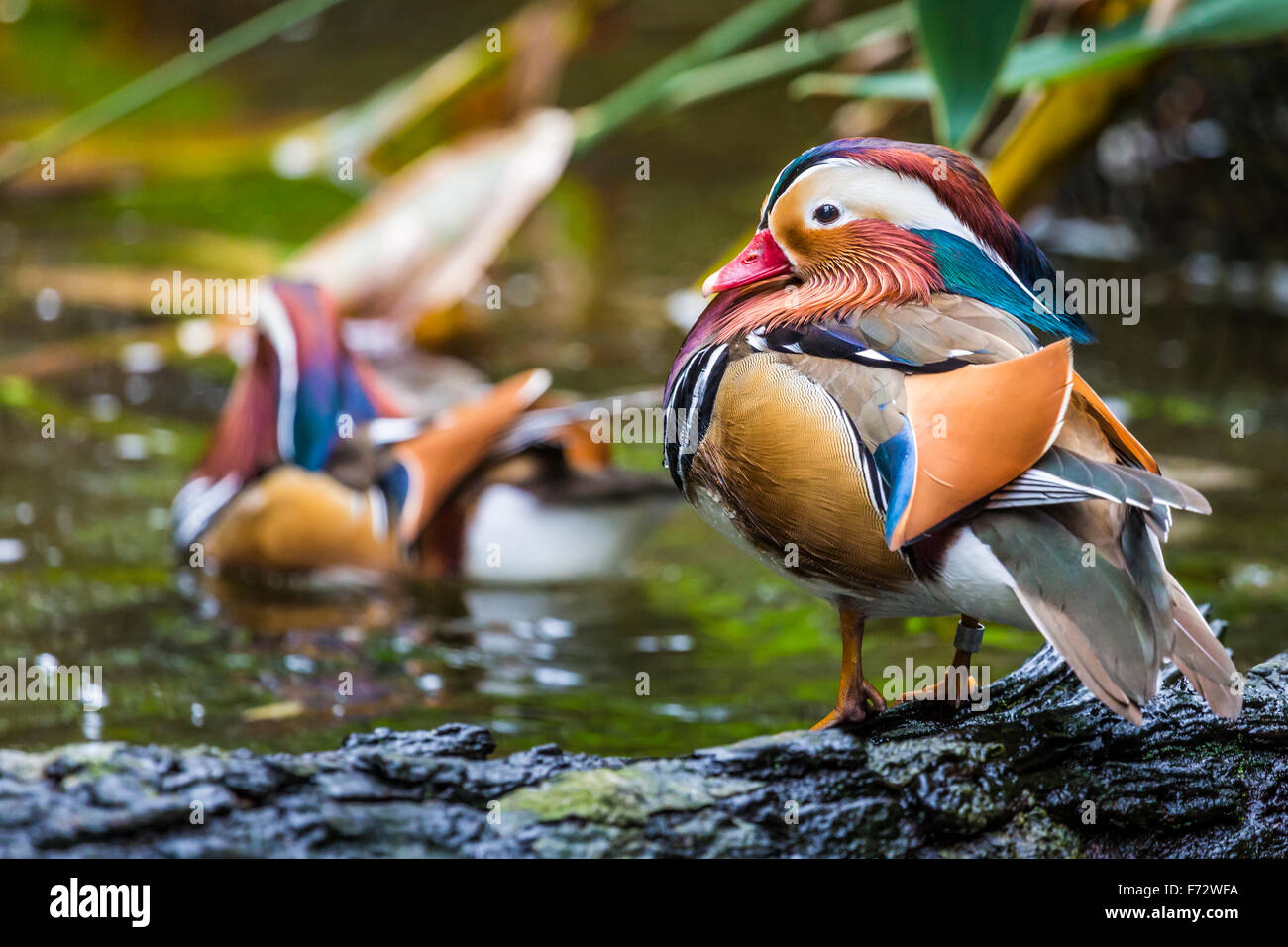 Beautiful male Mandarin Duck (Aix galericulata Stock Photo - Alamy