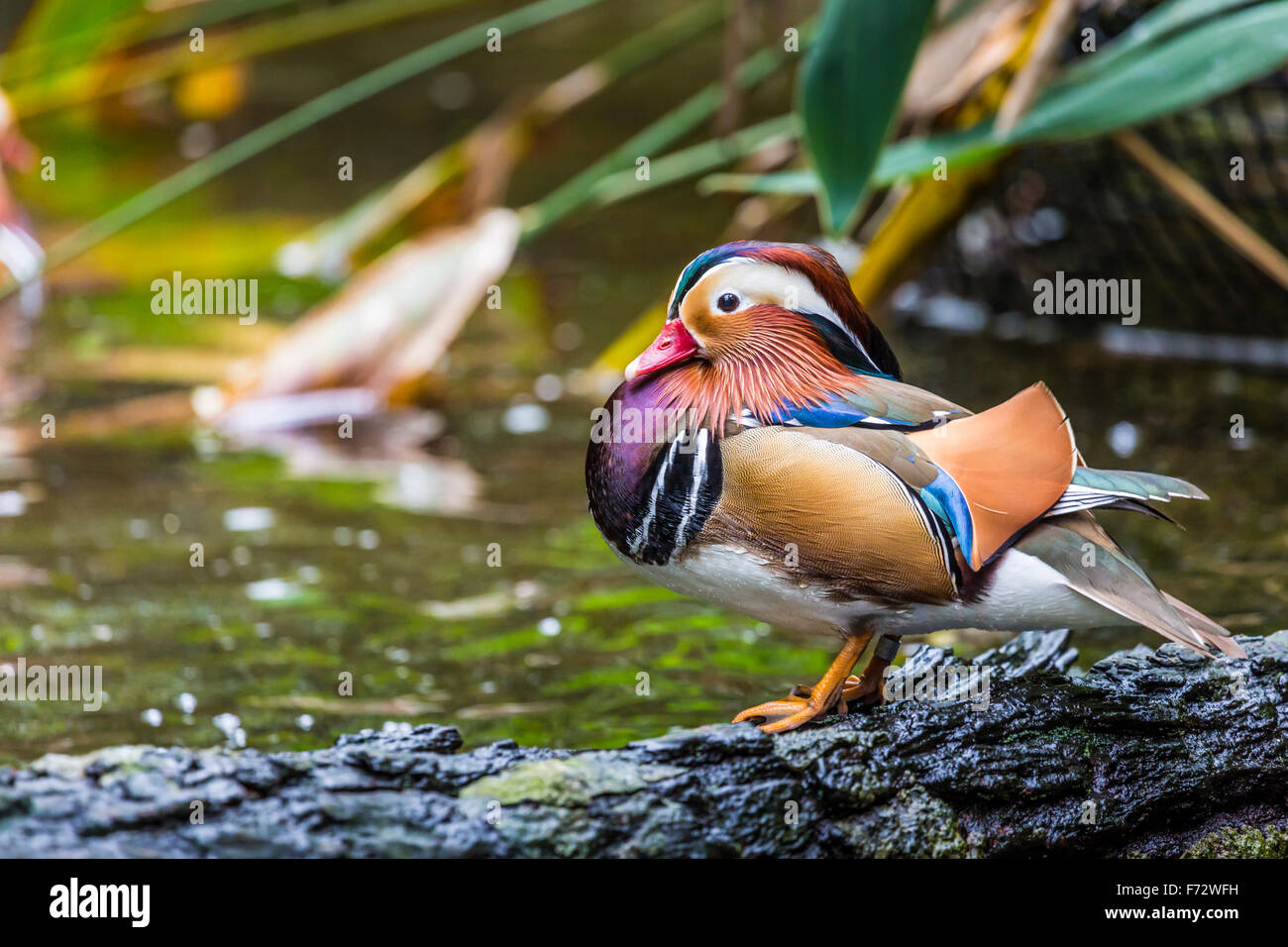 Beautiful male Mandarin Duck (Aix galericulata Stock Photo - Alamy
