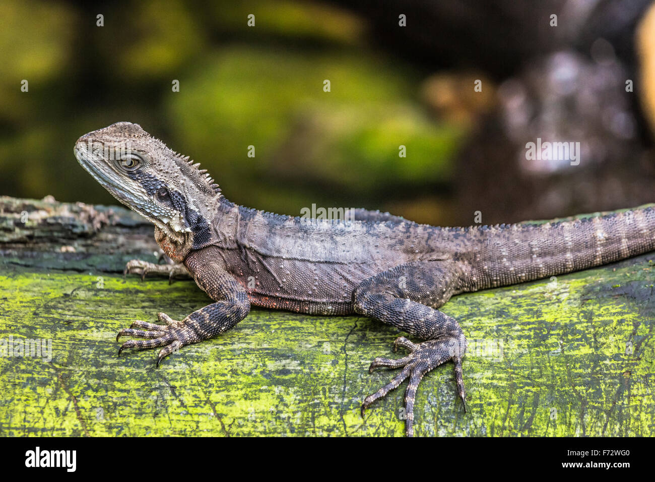 Eastern Water Dragon, Queensland (Australia Stock Photo - Alamy