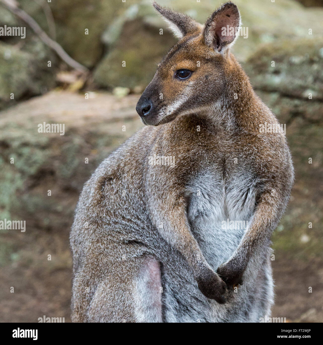 Kangaroo of Australia. Close up of head and face Stock Photo - Alamy