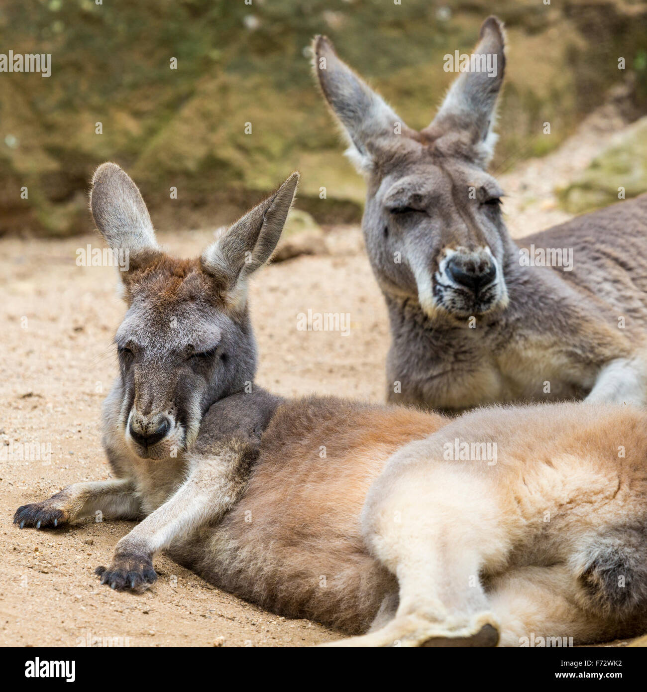 Kangaroo of Australia. Close up of head and face Stock Photo - Alamy