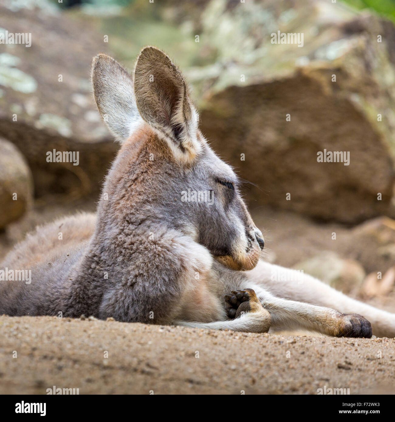 Kangaroo of Australia. Close up of head and face Stock Photo - Alamy