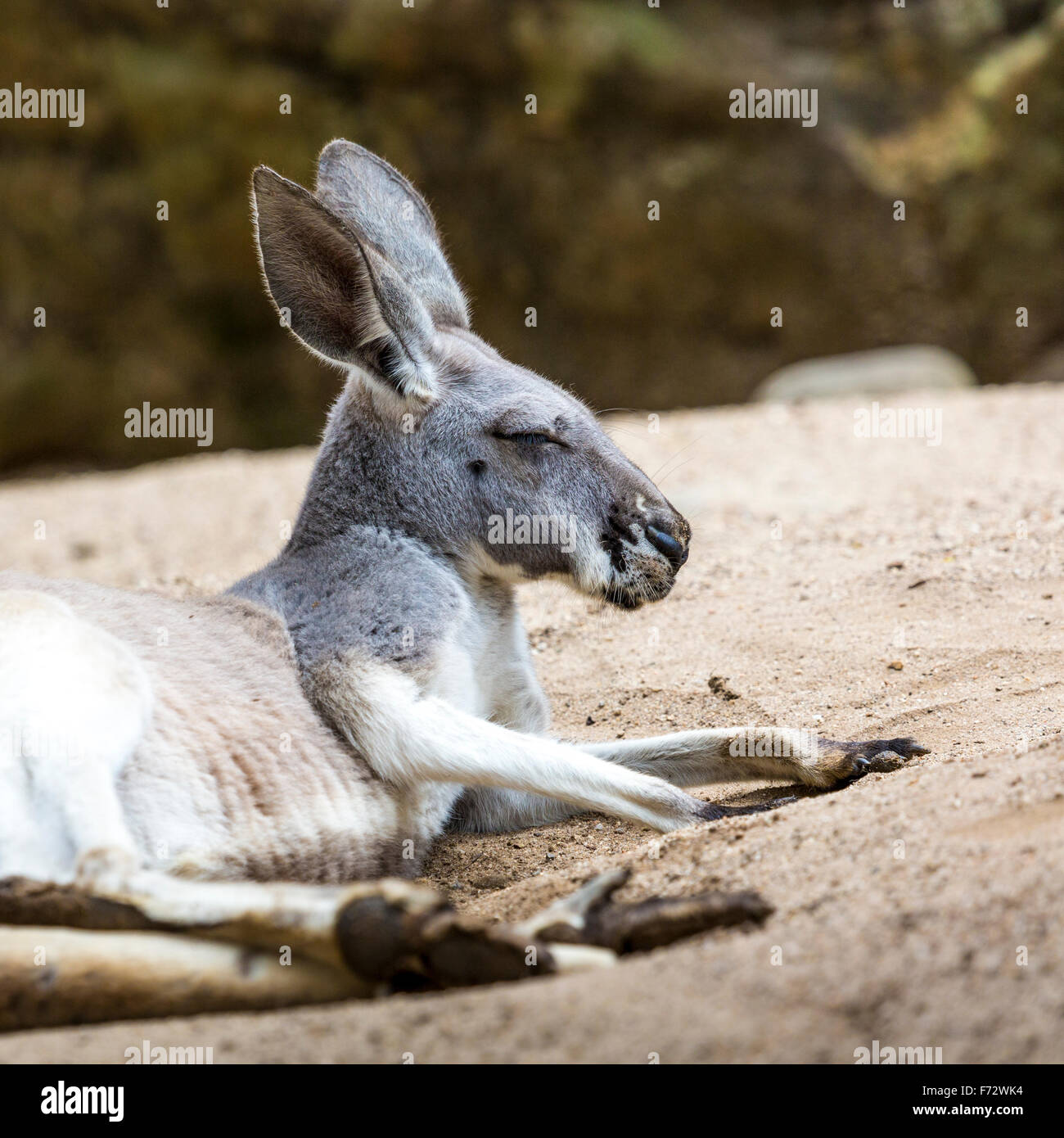 Kangaroo of Australia. Close up of head and face Stock Photo - Alamy