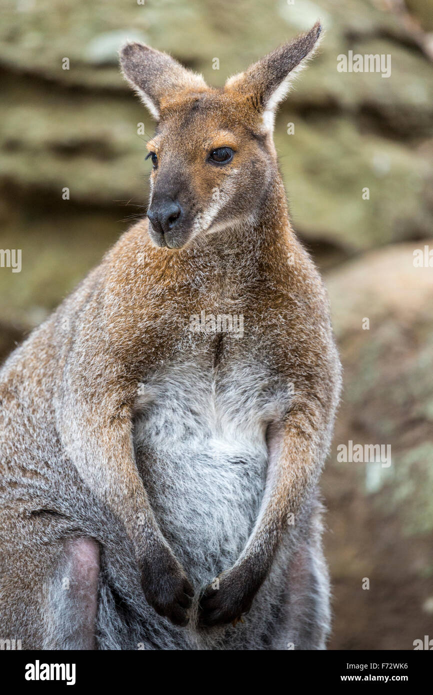 Kangaroo of Australia. Close up of head and face Stock Photo - Alamy