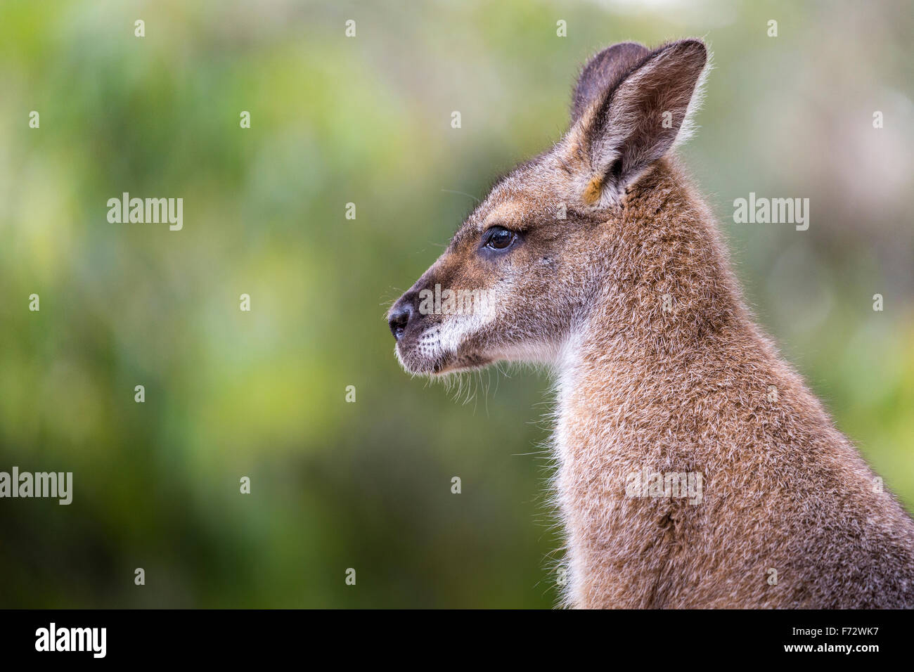 Kangaroo of Australia. Close up of head and face Stock Photo - Alamy
