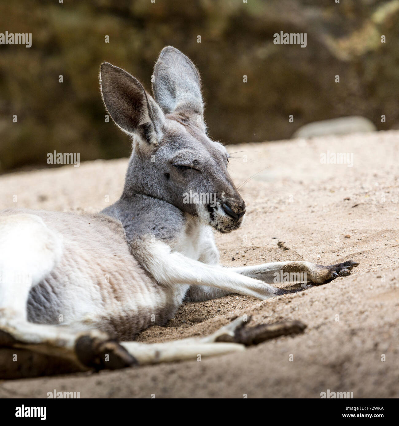 Kangaroo of Australia. Close up of head and face Stock Photo - Alamy