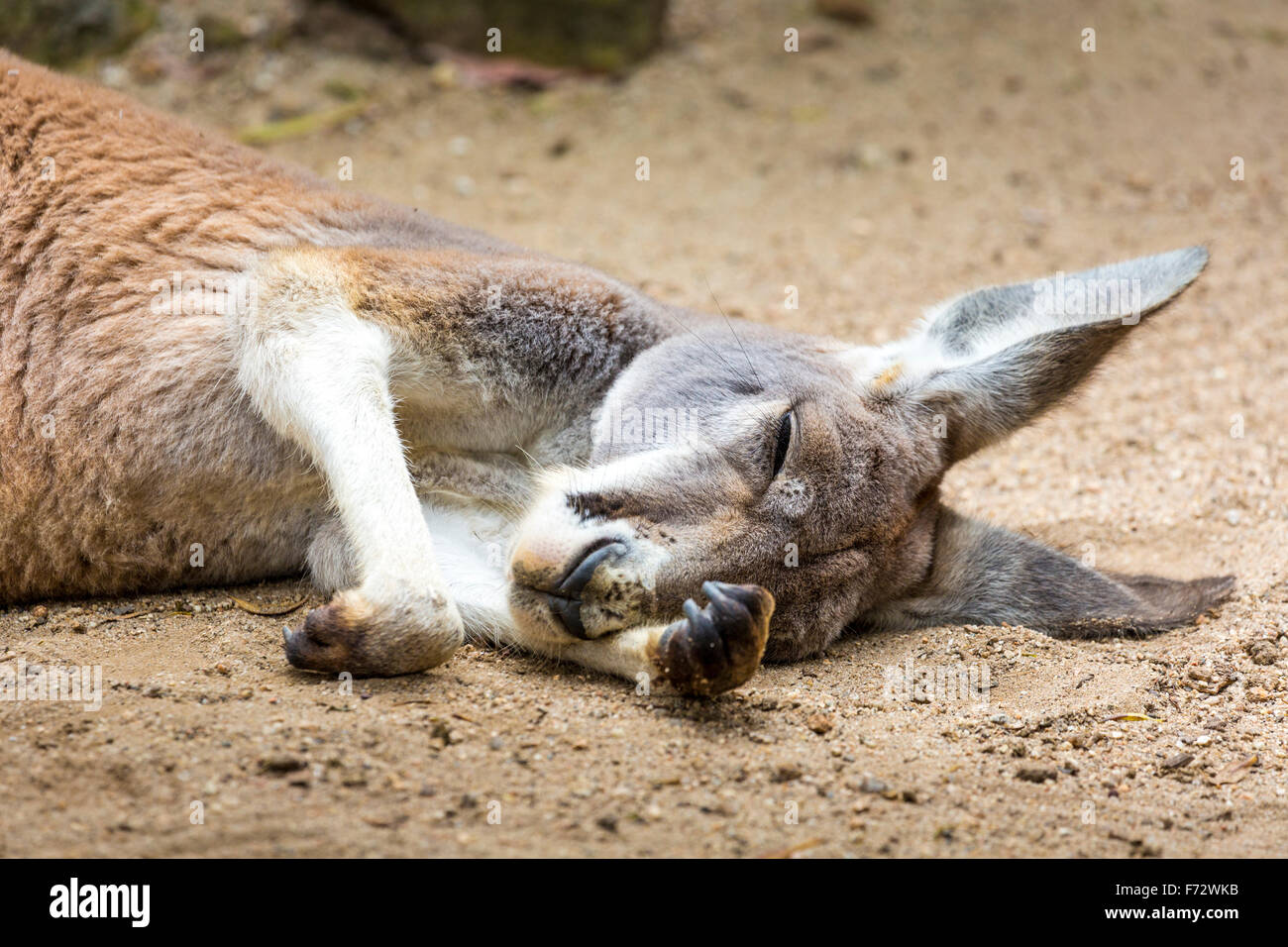 Kangaroo of Australia. Close up of head and face Stock Photo - Alamy