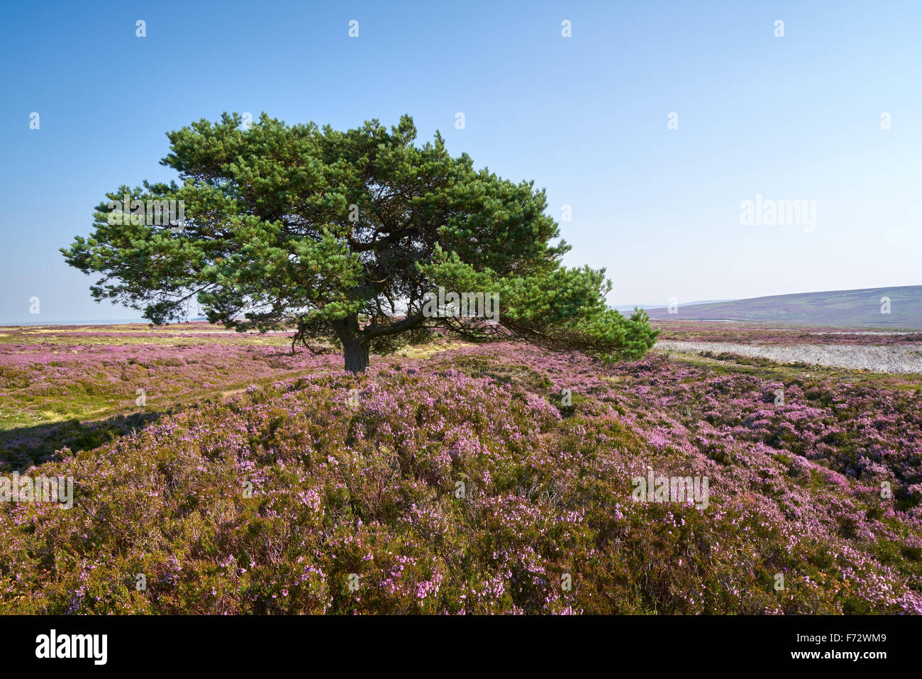 English tree landscape hi-res stock photography and images - Alamy