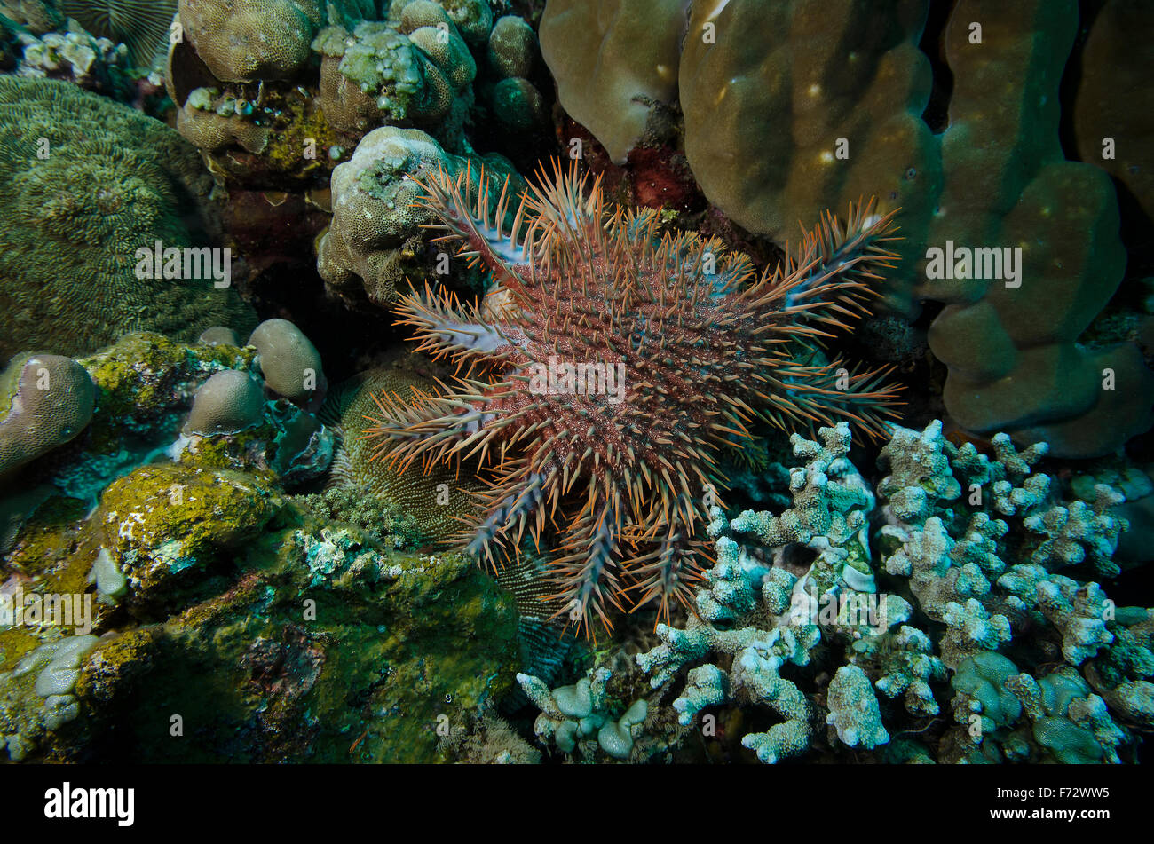 Crown of thorns starfish hi-res stock photography and images - Alamy