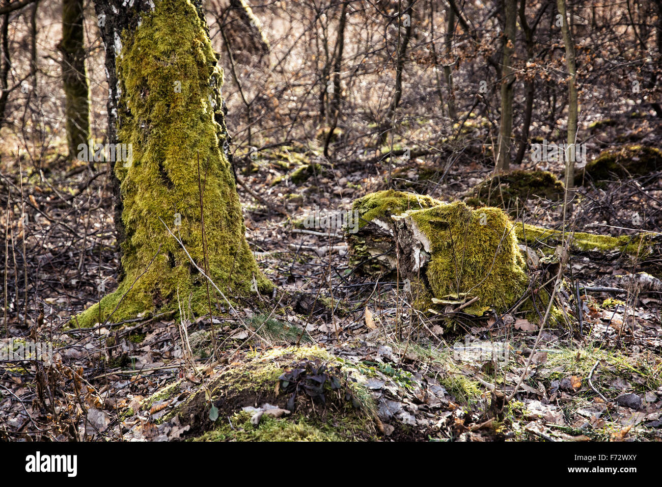 Fall in the wood with fallen leaves and moss. Natural scene Stock Photo ...