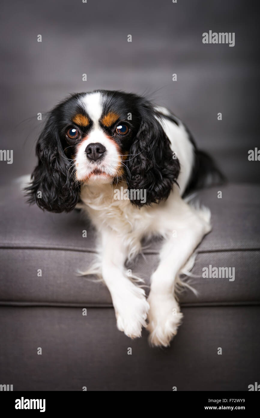 portrait of cavalier kings charles spaniel Stock Photo - Alamy