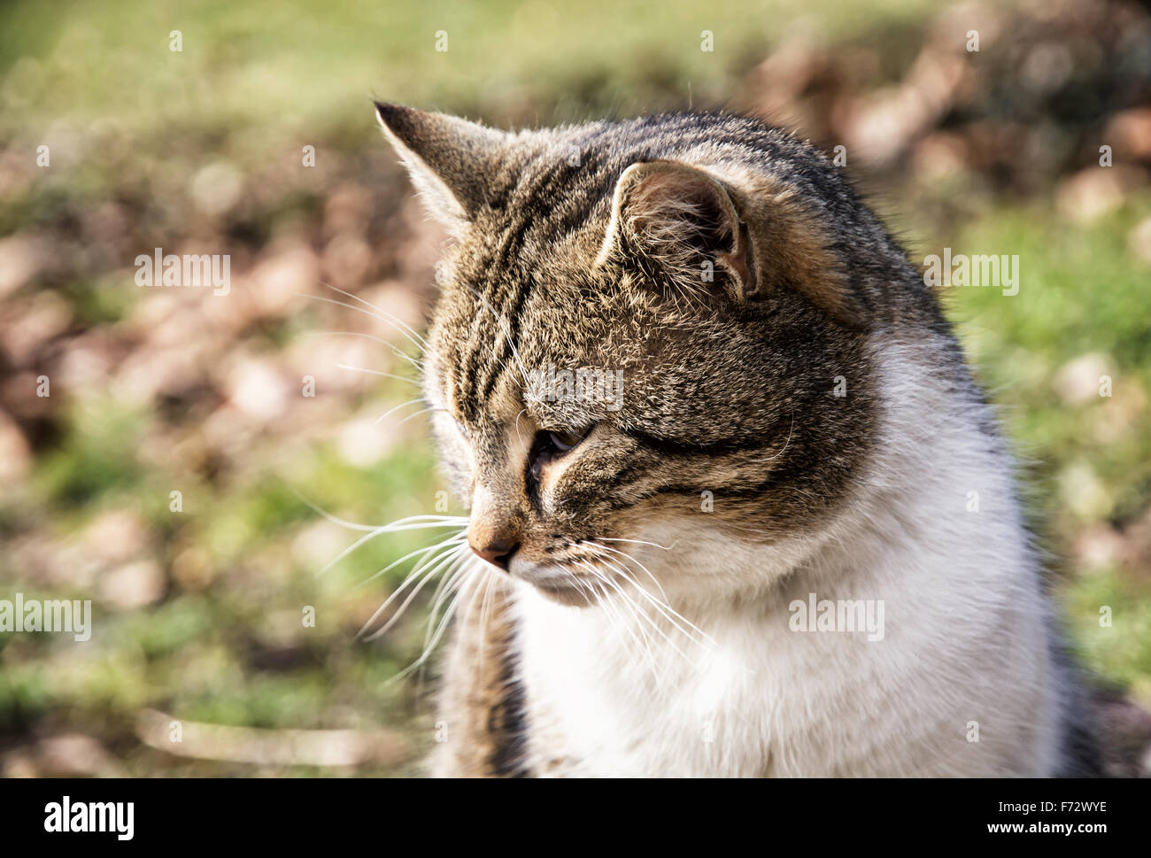 Domestic cat pursues prey. Animal theme Stock Photo - Alamy