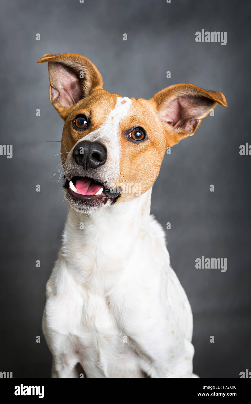portrait of a cute, happy dog Stock Photo - Alamy