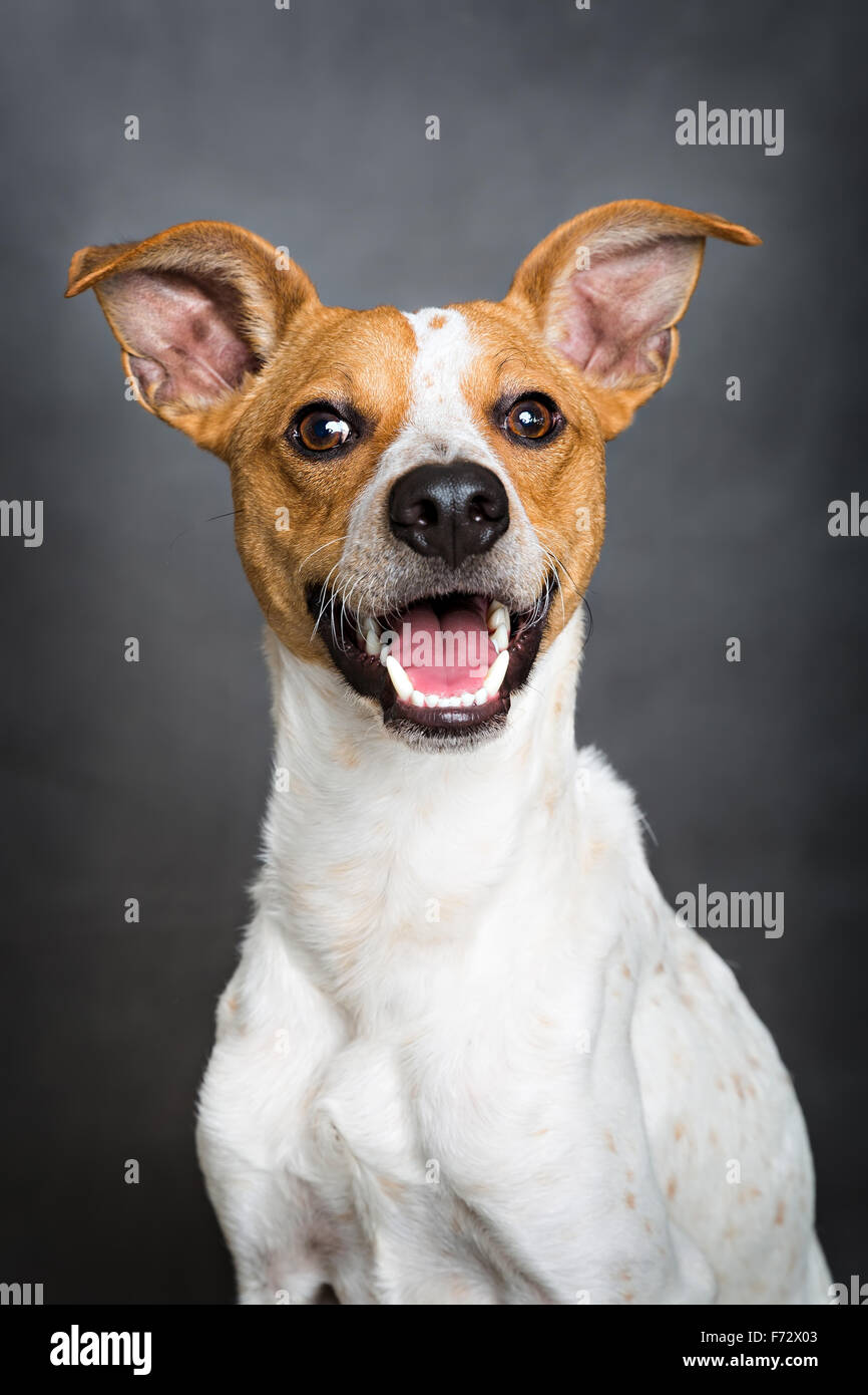 Cute happy healthy pet dog hi-res stock photography and images - Alamy