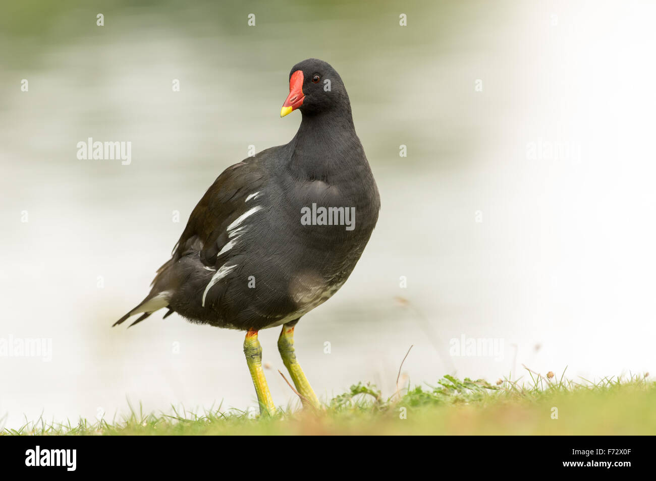 Moorhen (Gallinula chloropus Stock Photo - Alamy