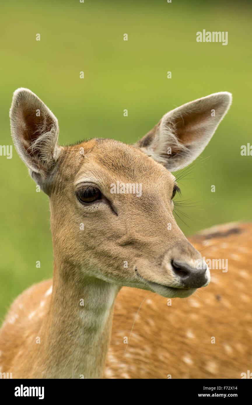 Captive Fallow Deer (Dama dama) doe, head shot with partial back in ...