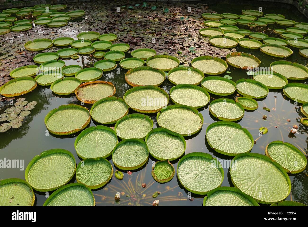 A pond with Victoria water platters (Victoria cruziana) and lily flowers Stock Photo - Alamy