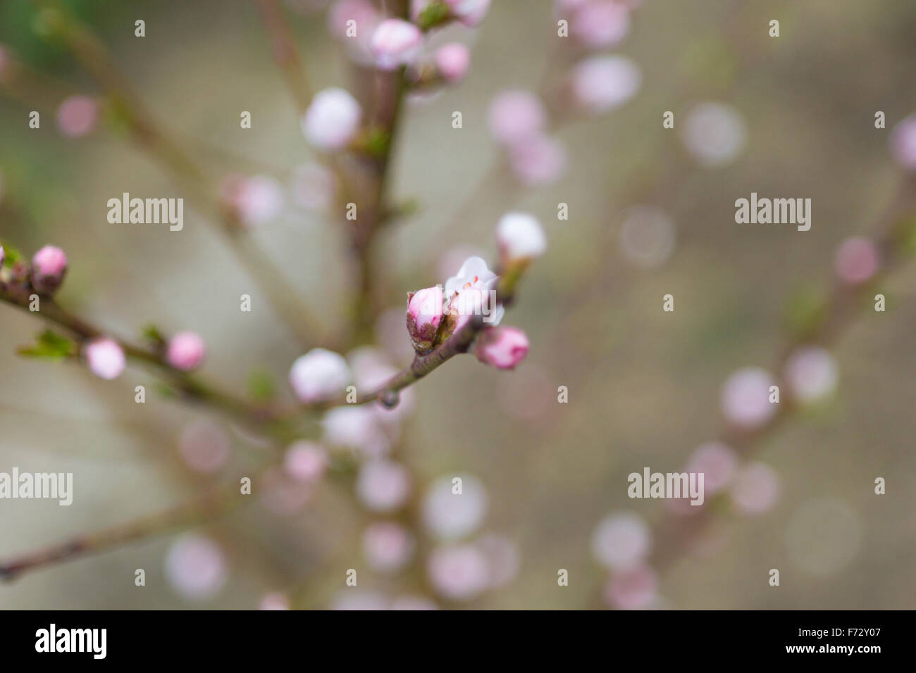 Tree buds and petals hi-res stock photography and images - Alamy