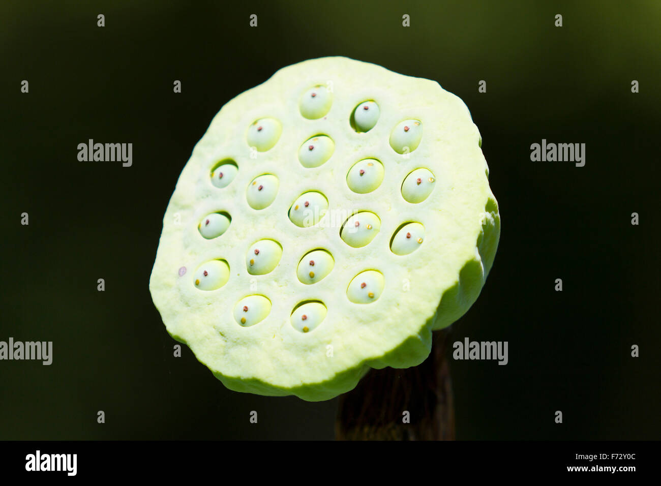 Lotus flower seeds hi-res stock photography and images - Alamy