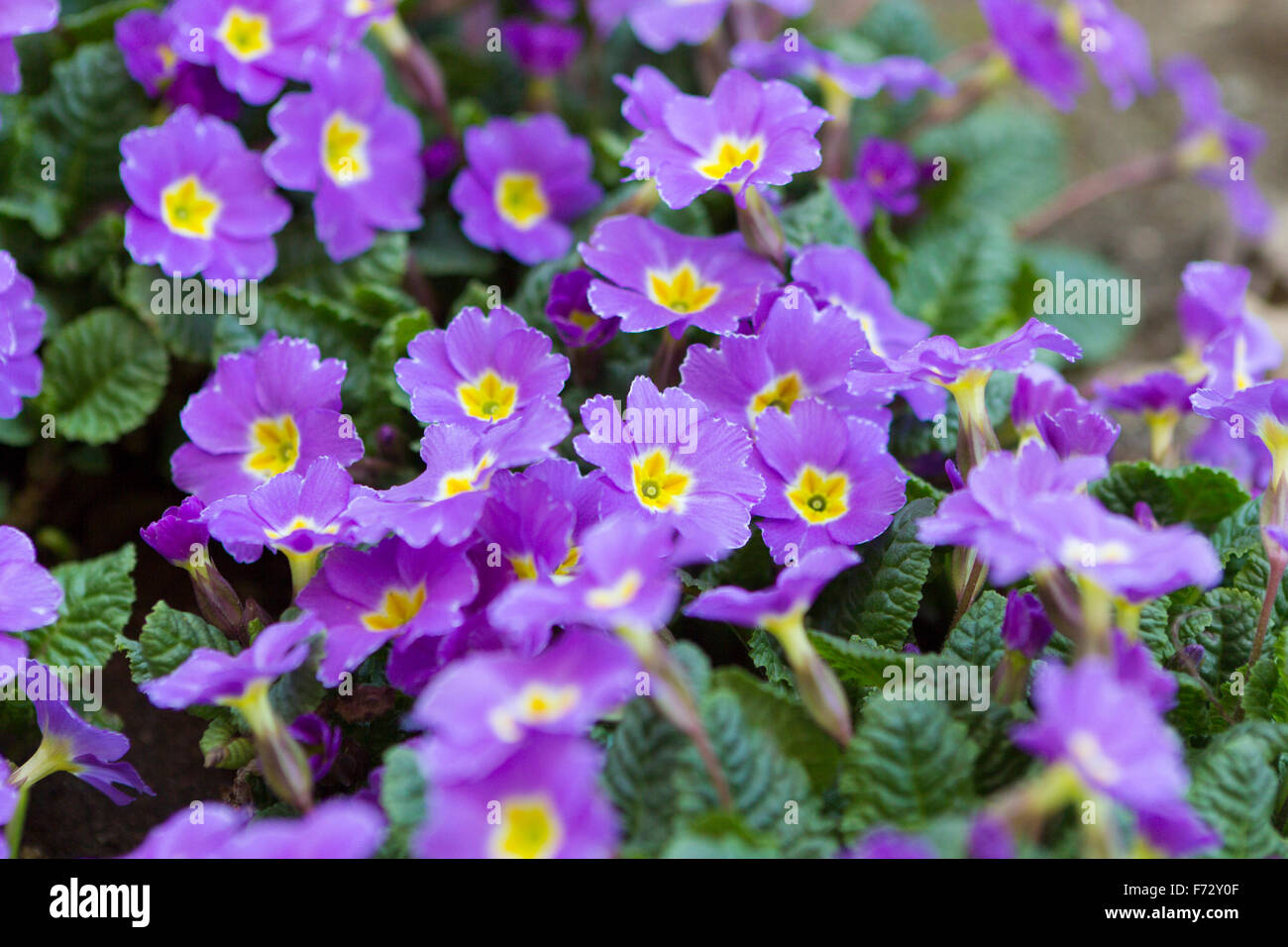 Purple primrose flowers in flowerbed with green leaves Stock Photo - Alamy