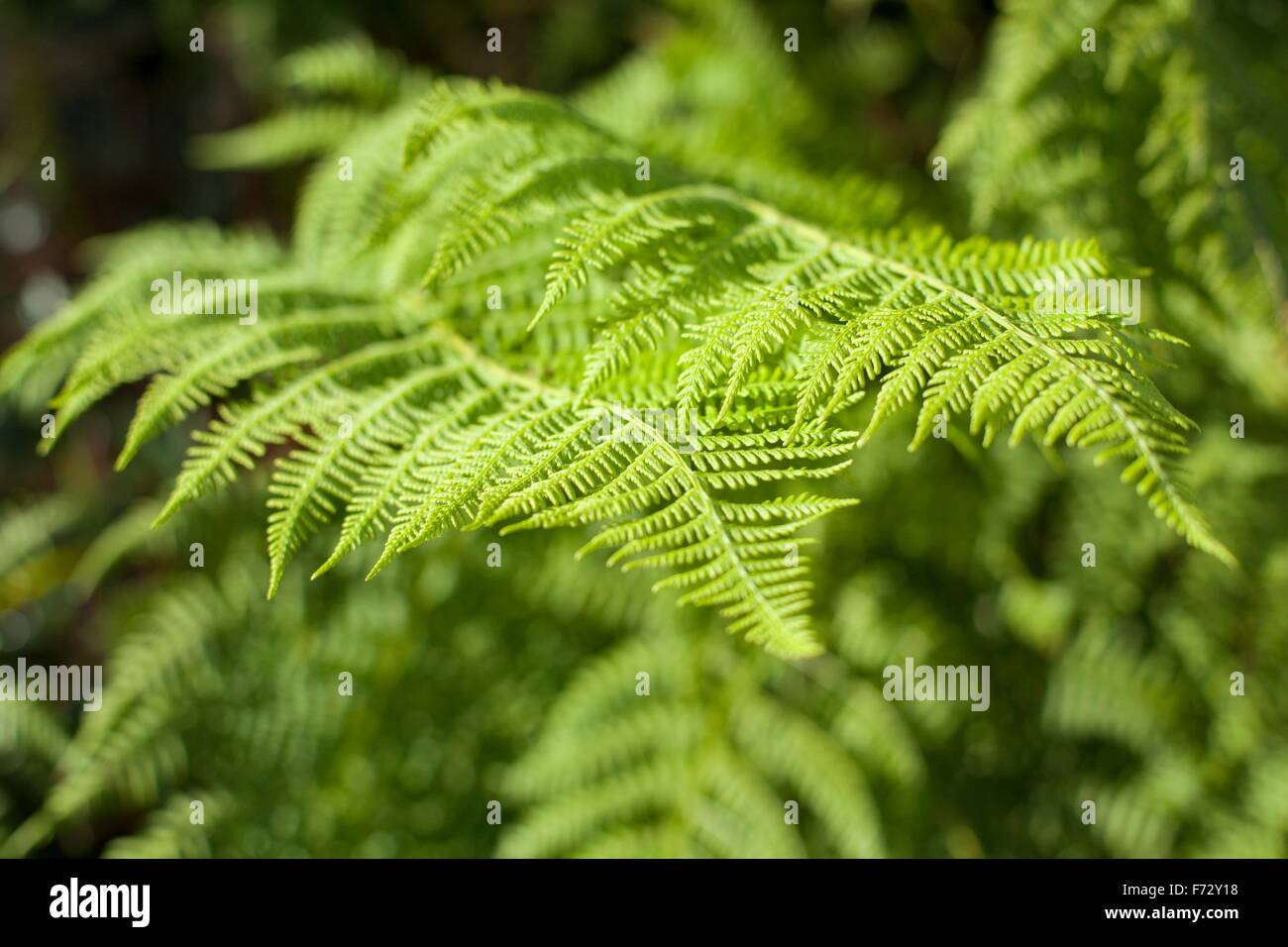 Delicate ferns hi-res stock photography and images - Alamy