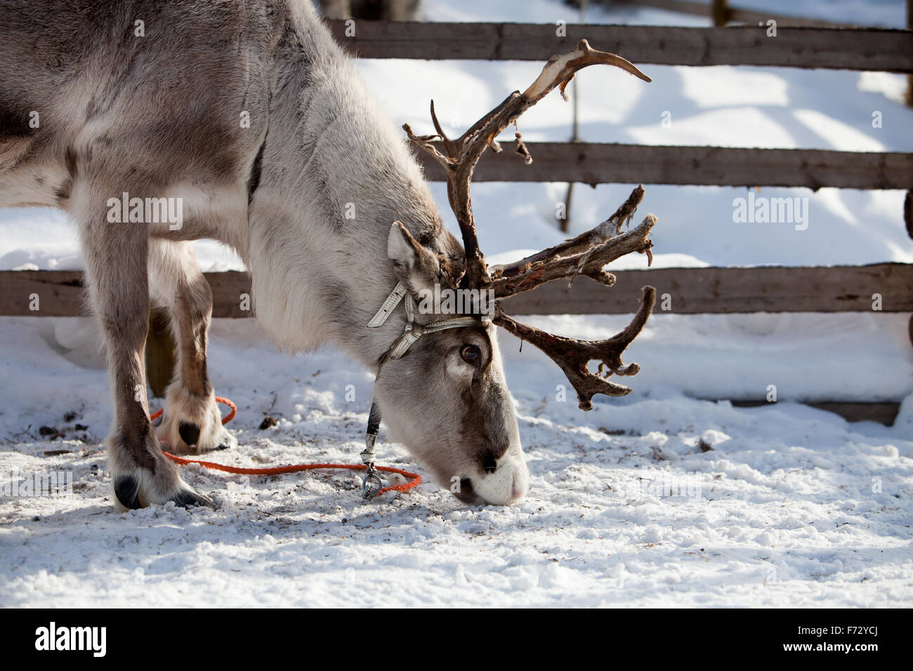 Reindeer snow eating hi-res stock photography and images - Alamy
