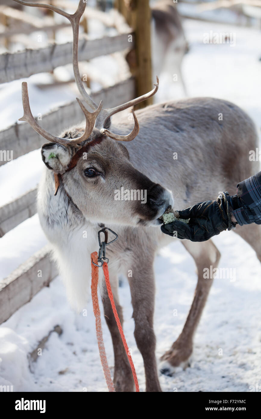 Finnish forest reindeer hi-res stock photography and images - Alamy