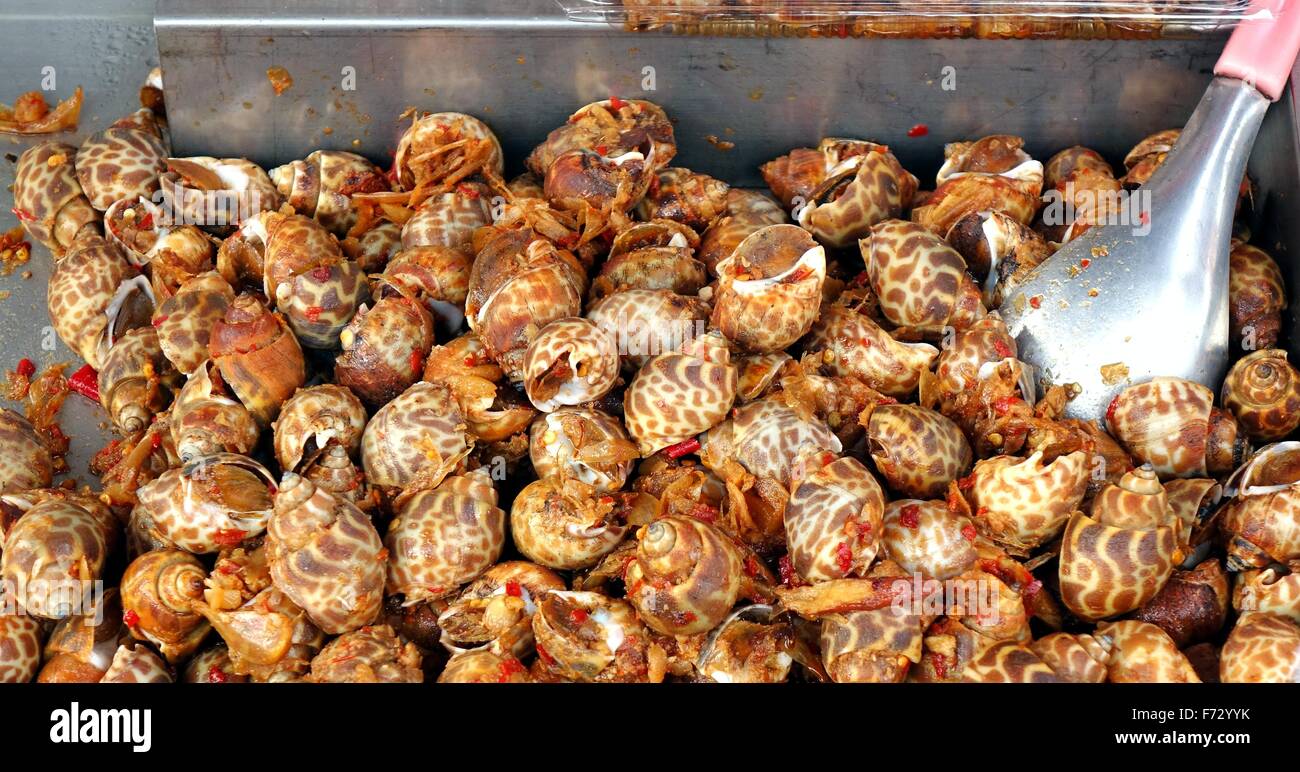 Areola babylon snails hi-res stock photography and images - Alamy