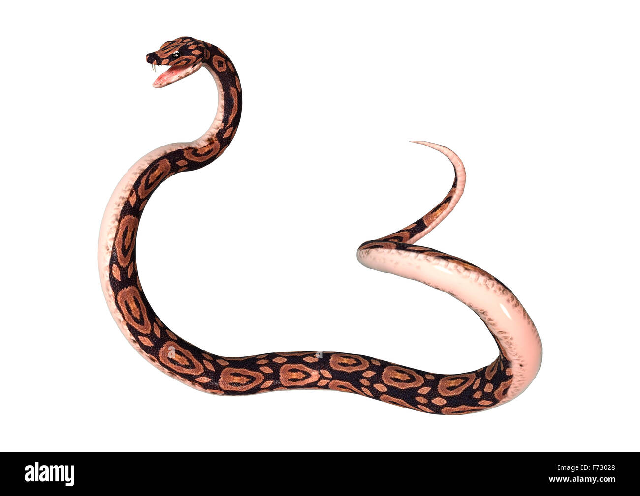 3D digital render of a ball python snake isolated on white background ...