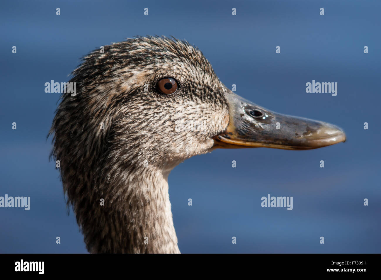 Portrait of a female duck Stock Photo - Alamy