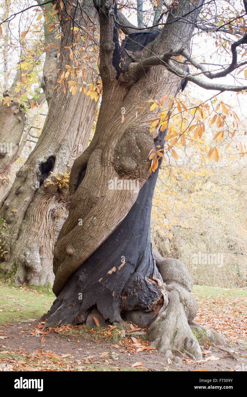 Spanish chestnut tree hi-res stock photography and images - Alamy