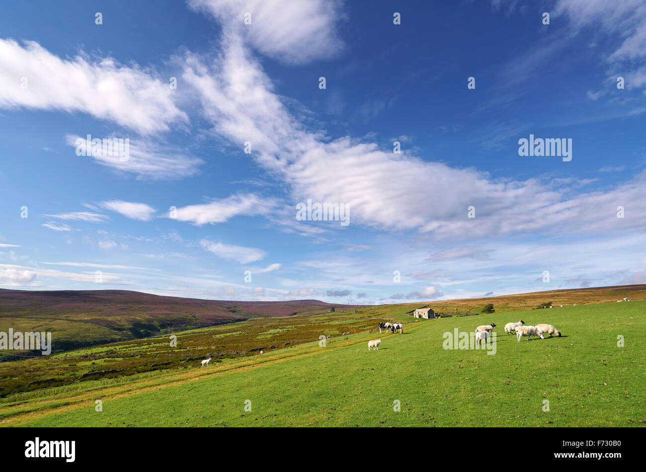 Livestock on farmland at Edmunbyers Common in County Durham, English ...