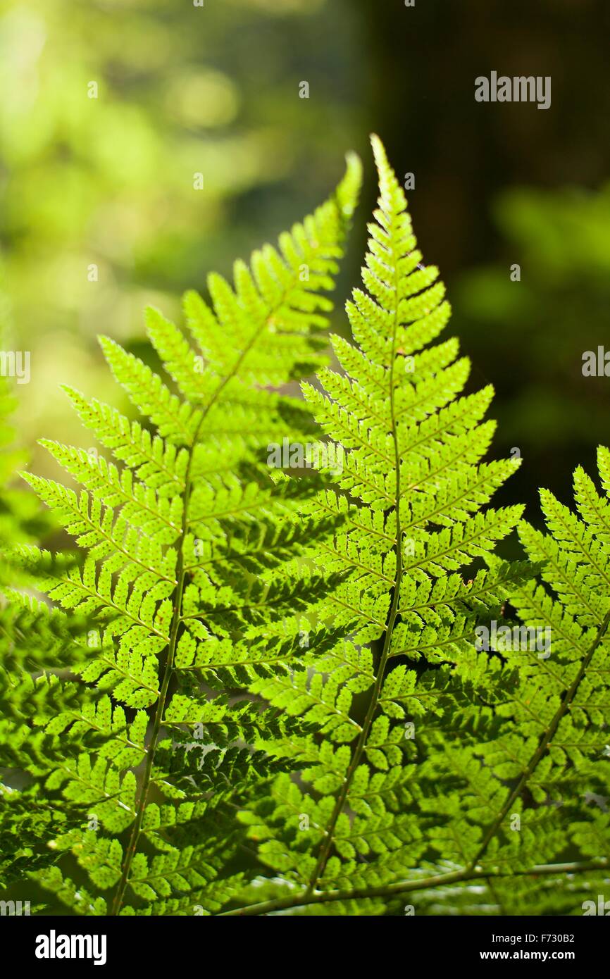 Ferns hi-res stock photography and images - Alamy