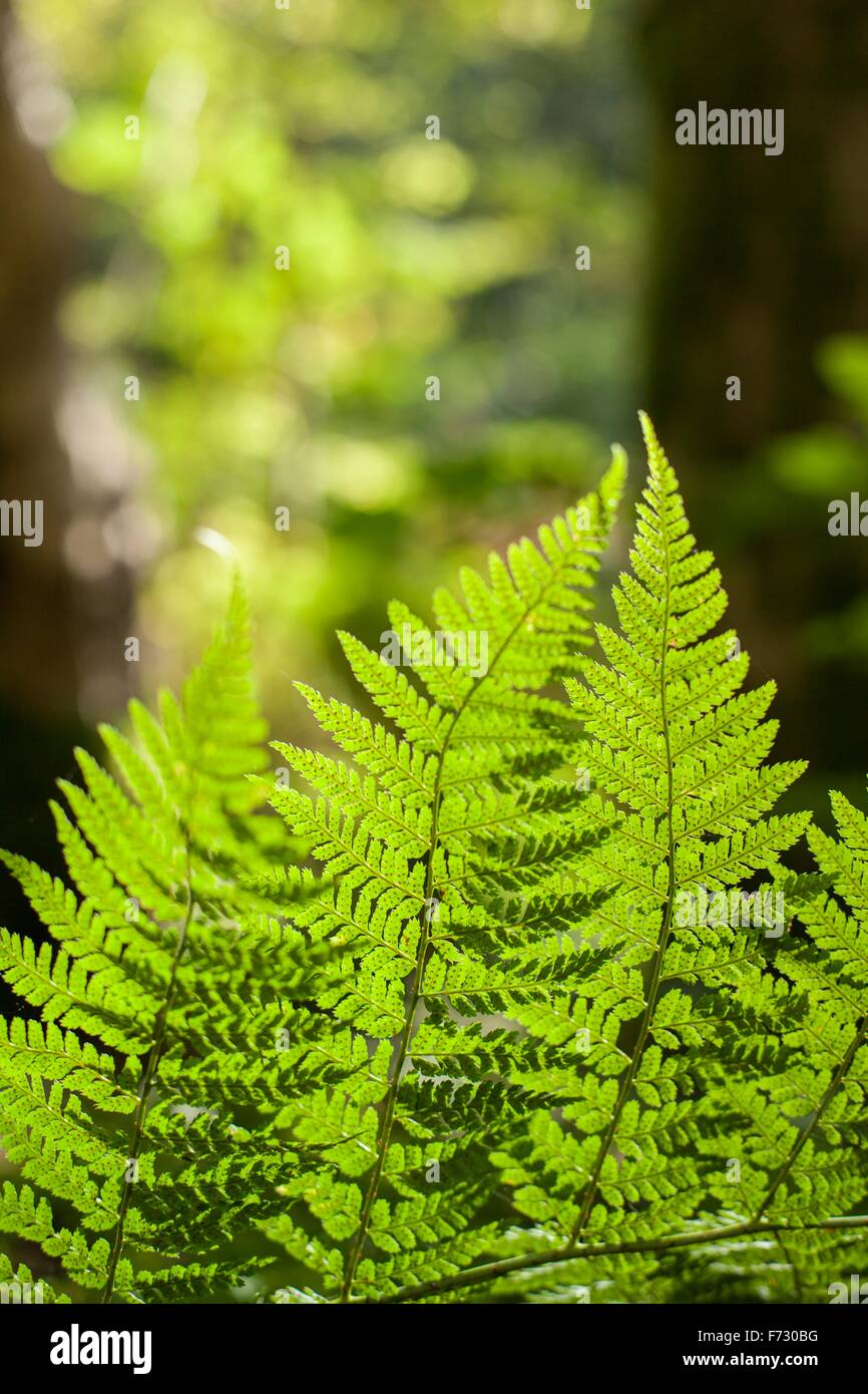 Ferns texture hi-res stock photography and images - Alamy