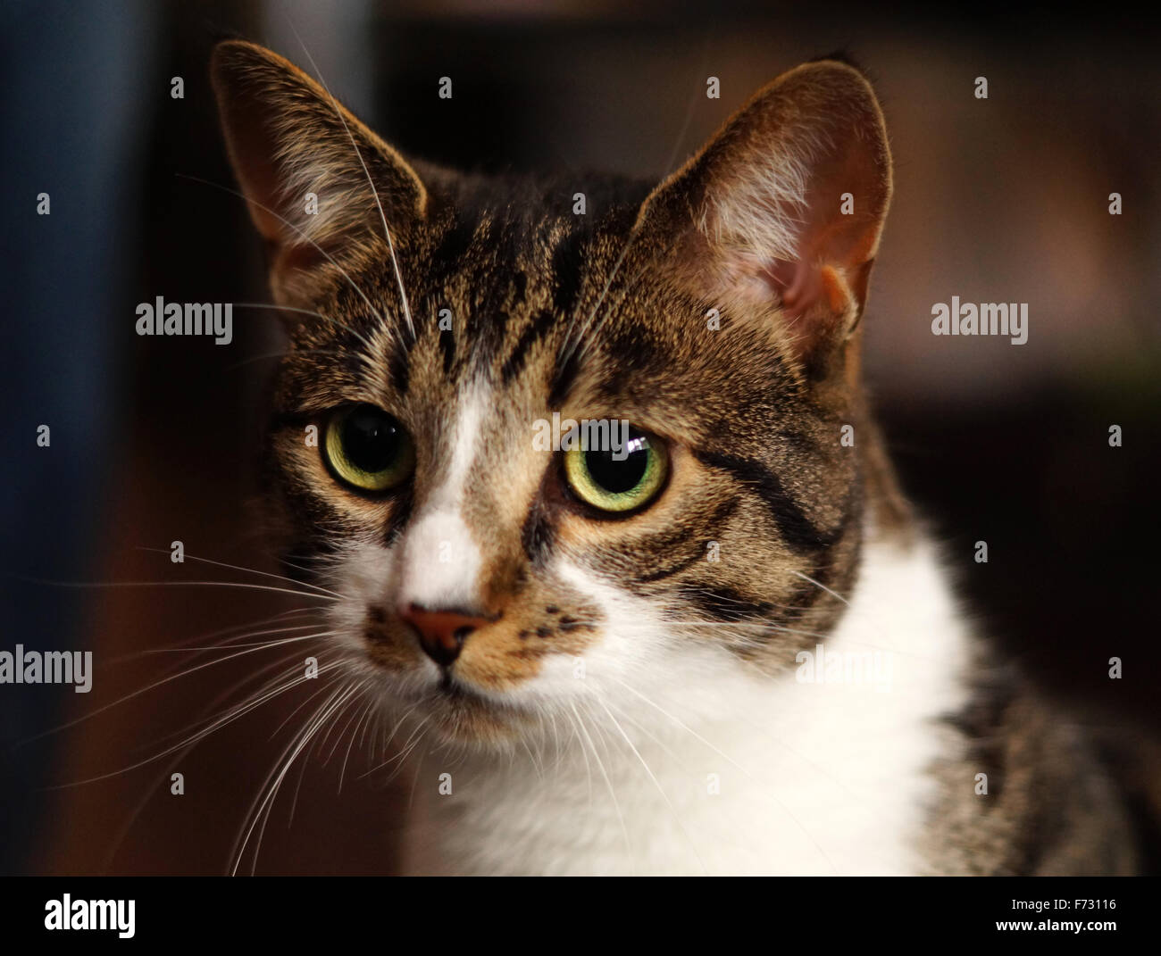 Beautiful House Cat Stock Photo - Alamy