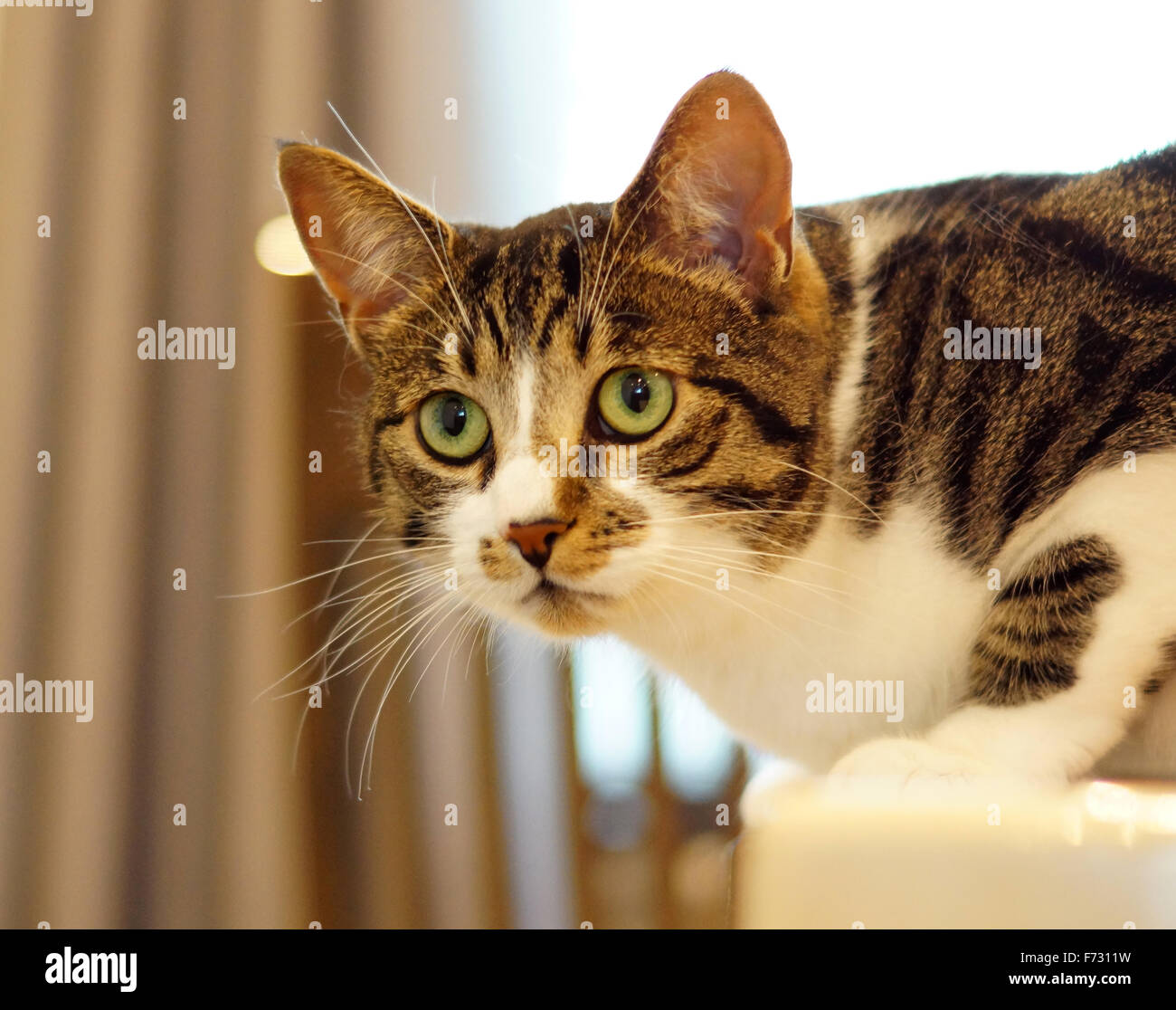 Beautiful House Cat Stock Photo - Alamy