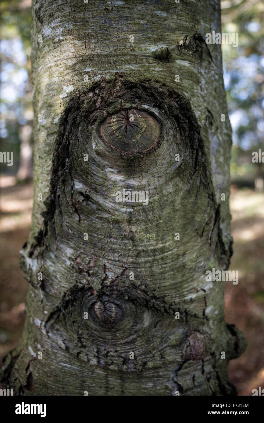 Tree bark knot hi-res stock photography and images - Alamy