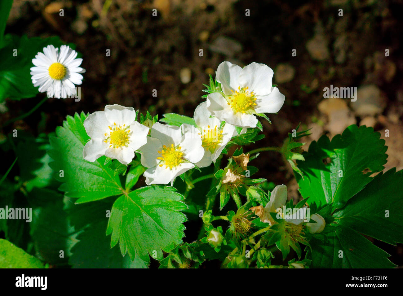 STRAWBERRYS IN FLOWER WITH A DAISY Stock Photo - Alamy