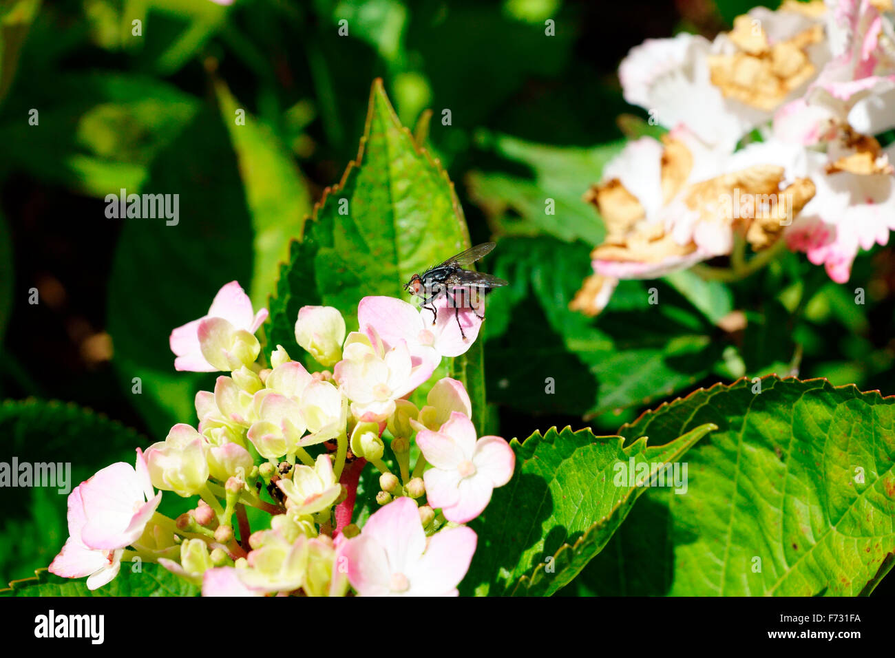 HOUSE FLY ON HYDRANGEA Stock Photo - Alamy