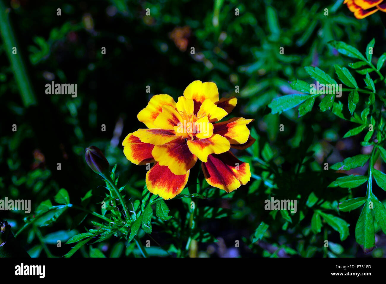 Scottish gold rush hi-res stock photography and images - Alamy